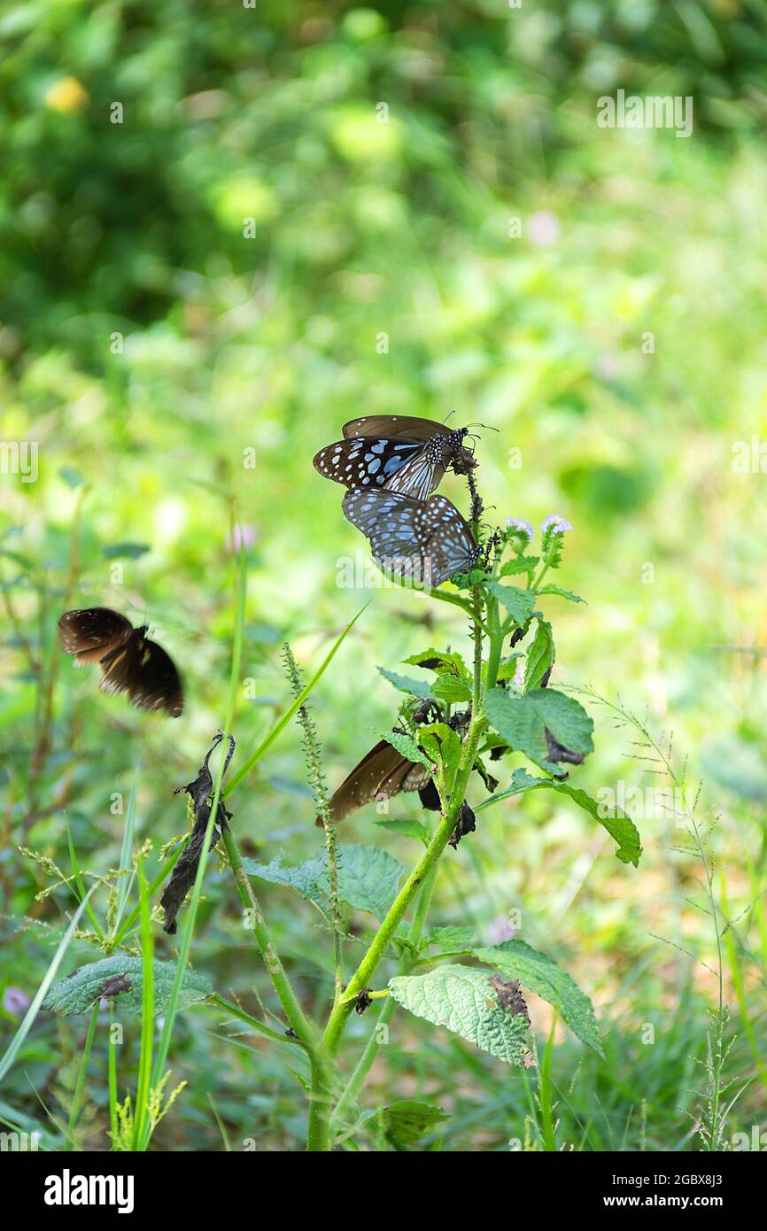 Butterflies from the genus Milkweed butterfly (Danaidae) probably ...