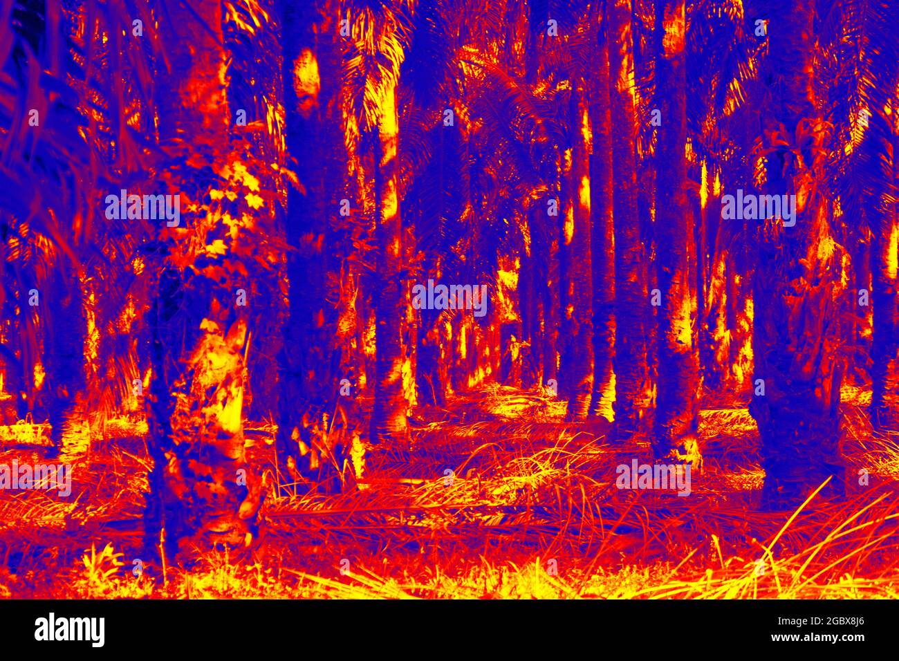 Palm Plantation. Thermal imager used. Mysterious and frightening jungle ...