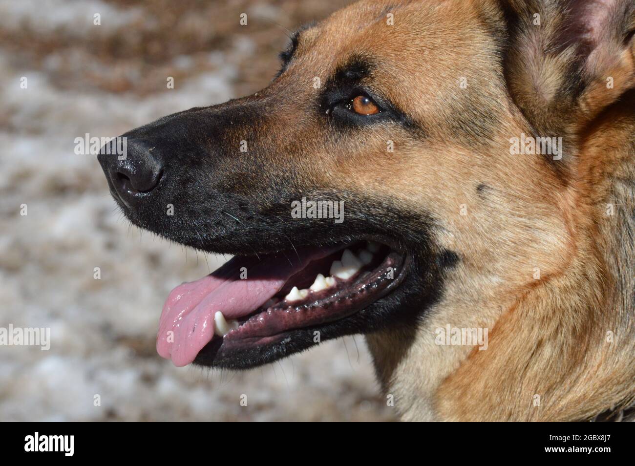 German Shepard Dogs Side Profile - Beautiful Fur Stock Photo - Alamy