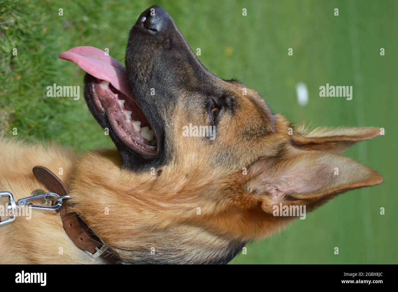 German Shepard Dogs Side Profile - Beautiful Fur Stock Photo - Alamy