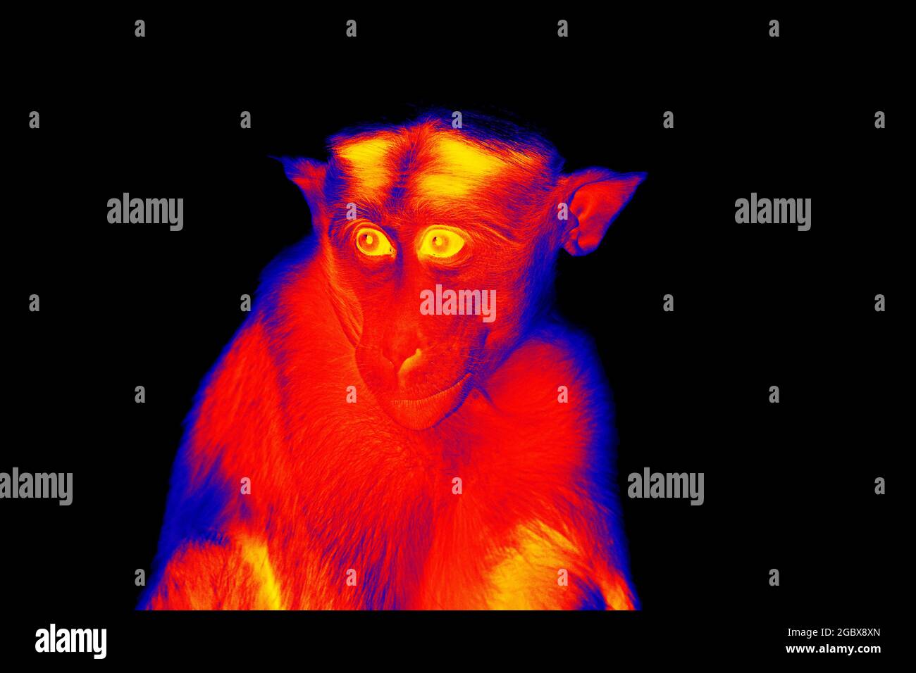 What a monkey heat hi-res stock photography and images - Alamy