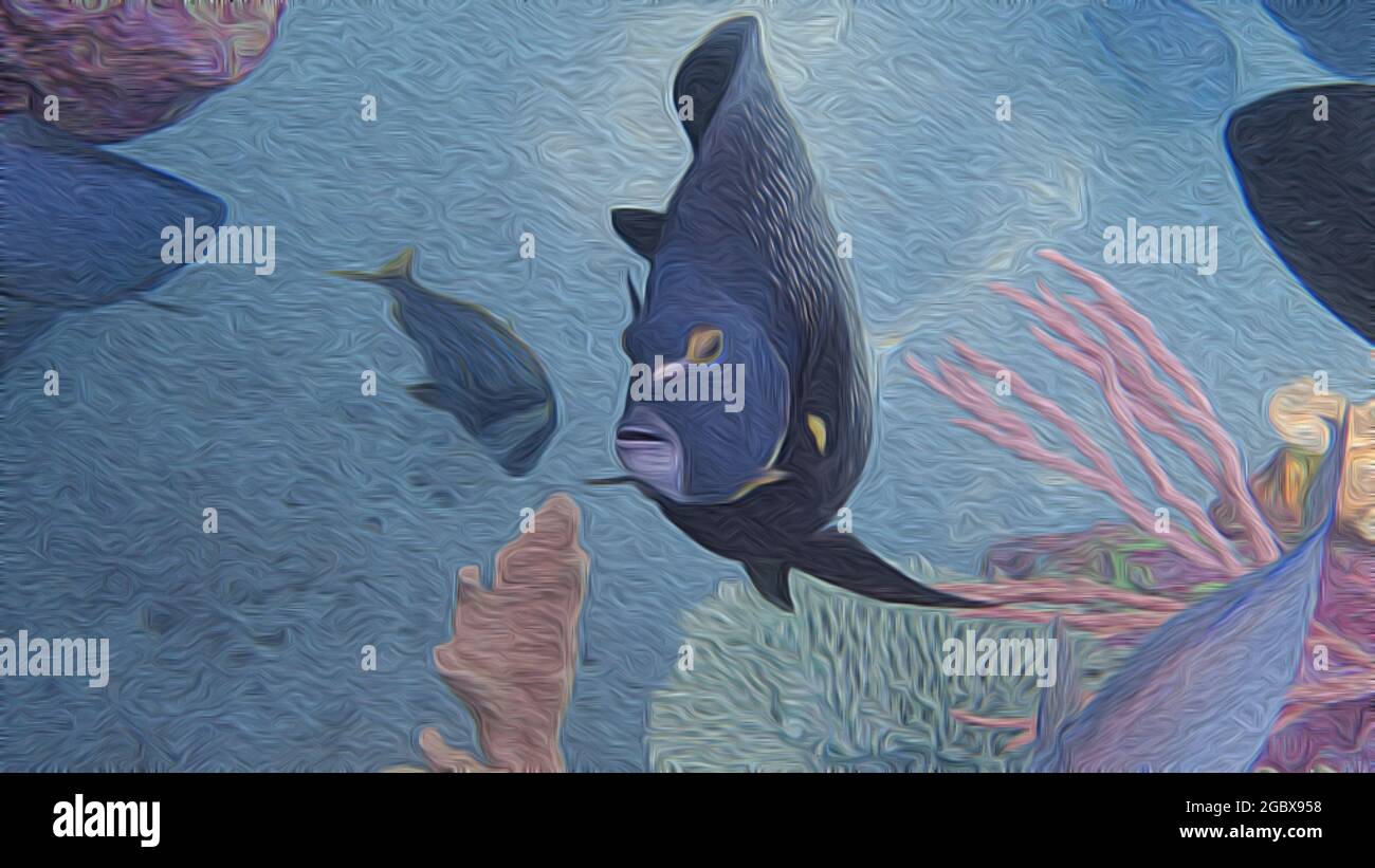 Queen angel fish illustration hi-res stock photography and images - Alamy