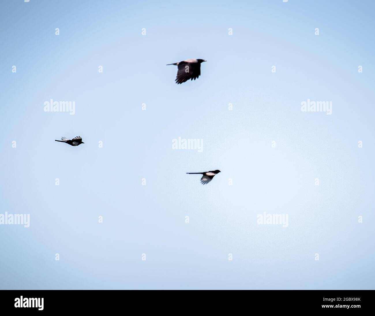 Magpies birds corvidae family hi-res stock photography and images - Alamy