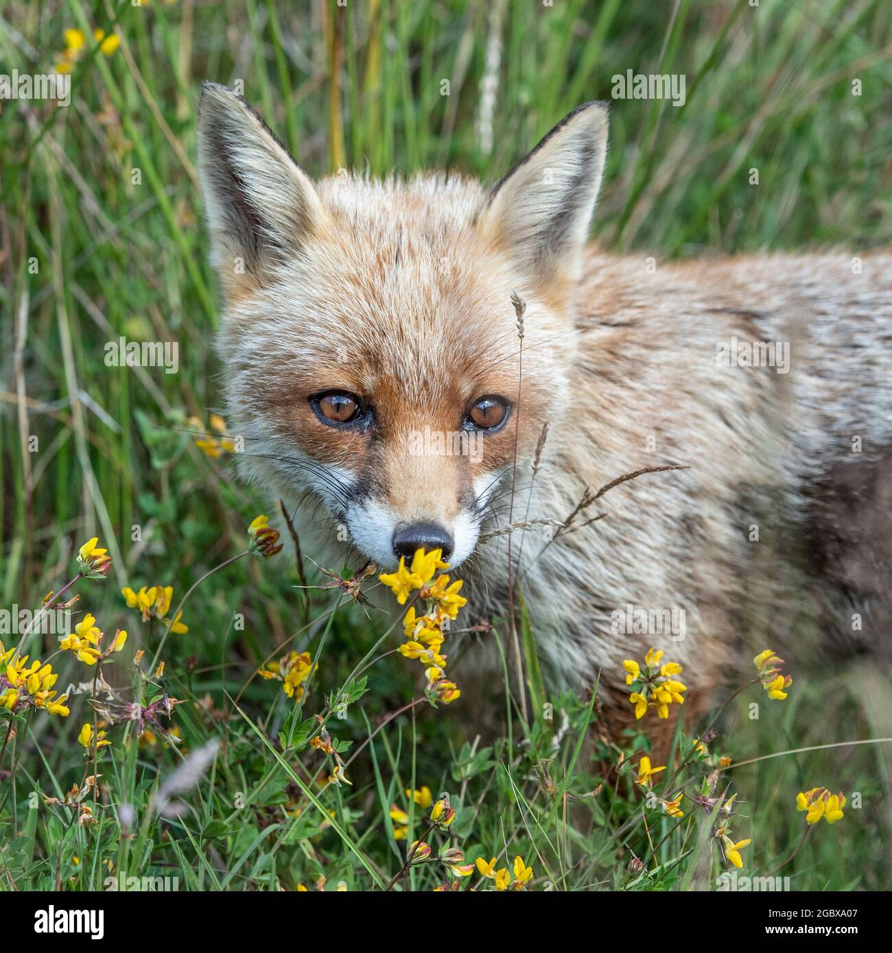 Alert red fox vulpes hi-res stock photography and images - Alamy
