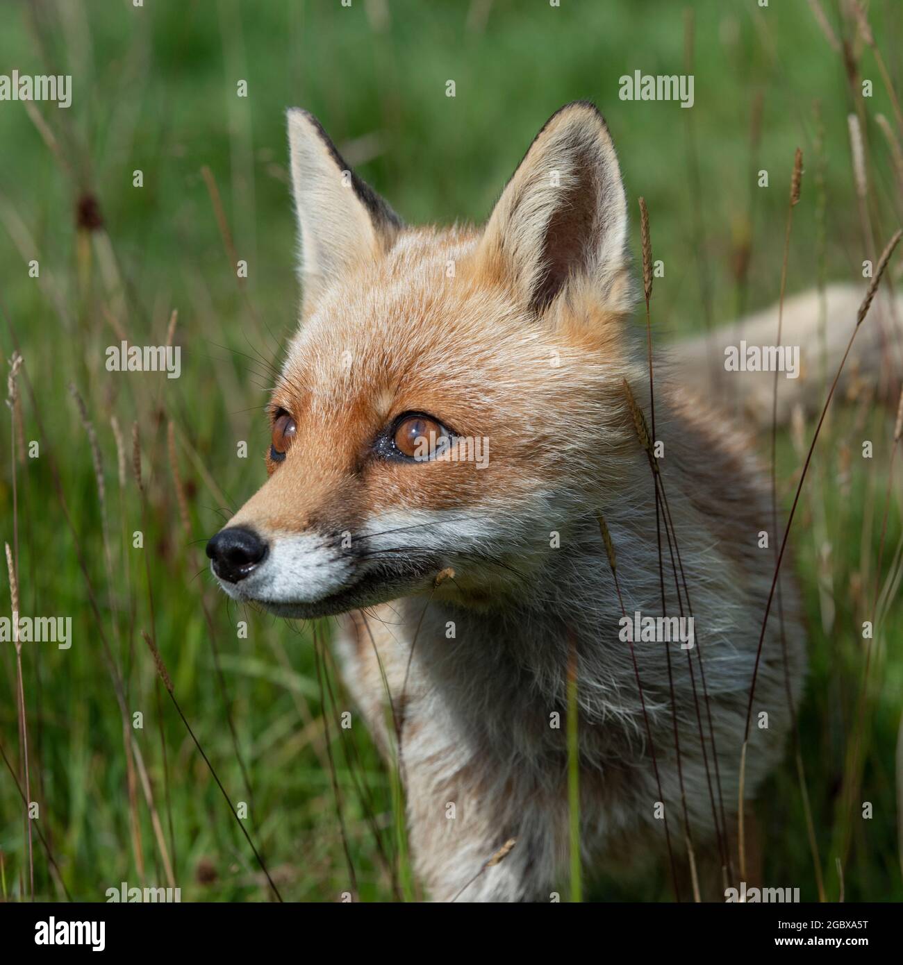 Red Fox (Vulpes vulpes Stock Photo - Alamy