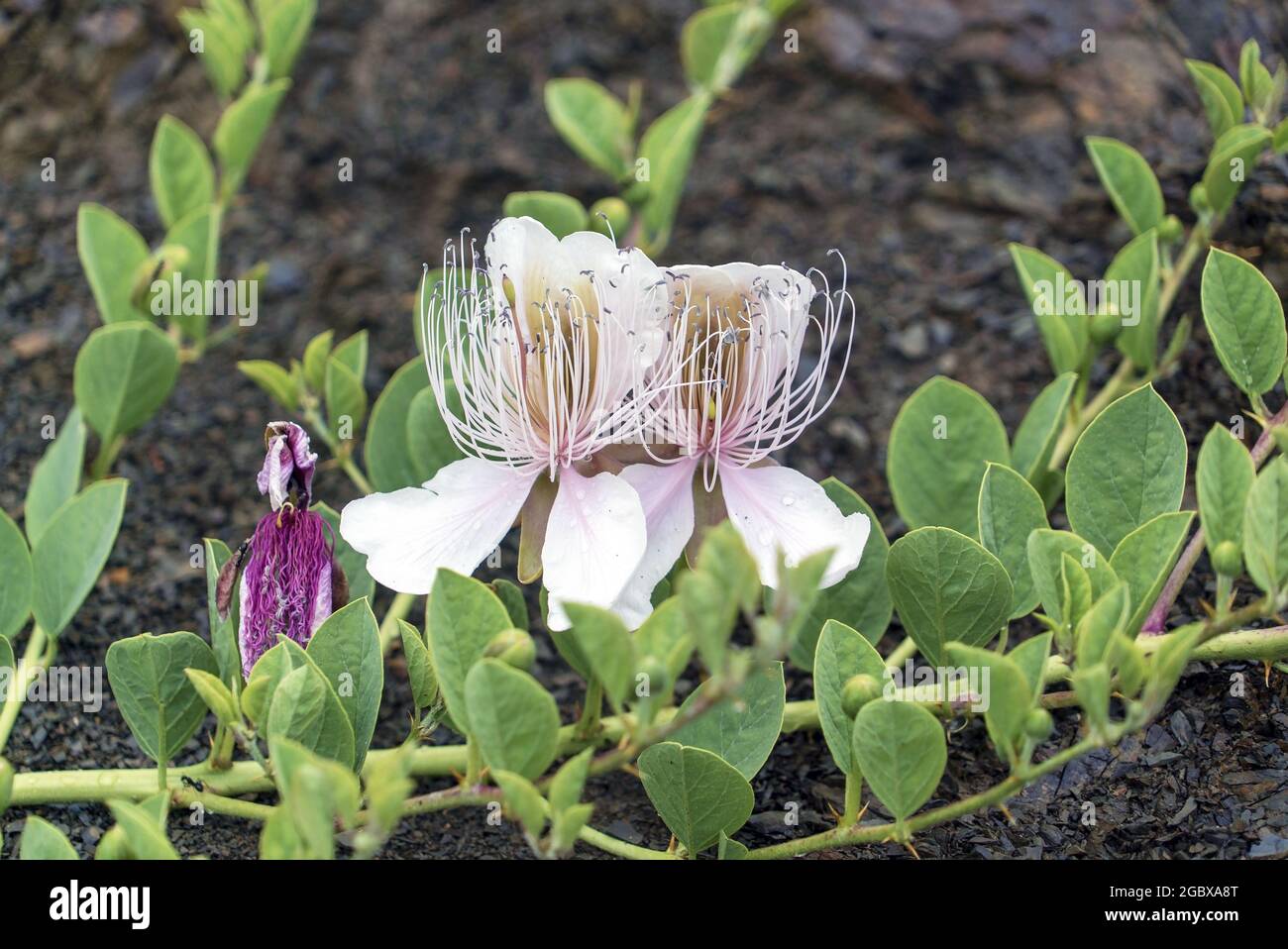 Capers grass small shrub with long creeping branches with thorns Stock ...