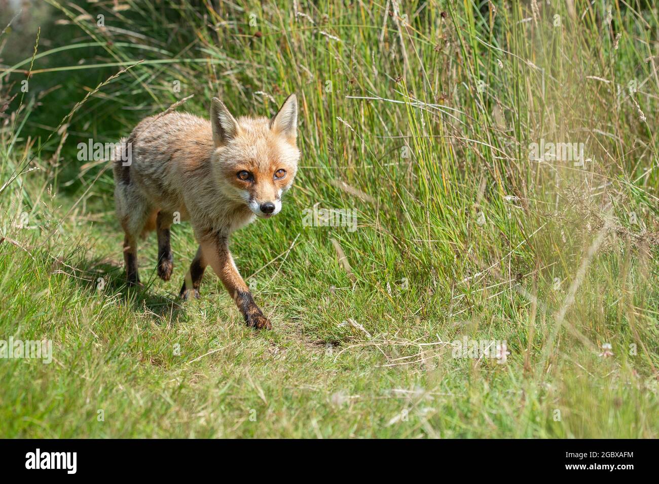 Side view red fox running hi-res stock photography and images - Alamy