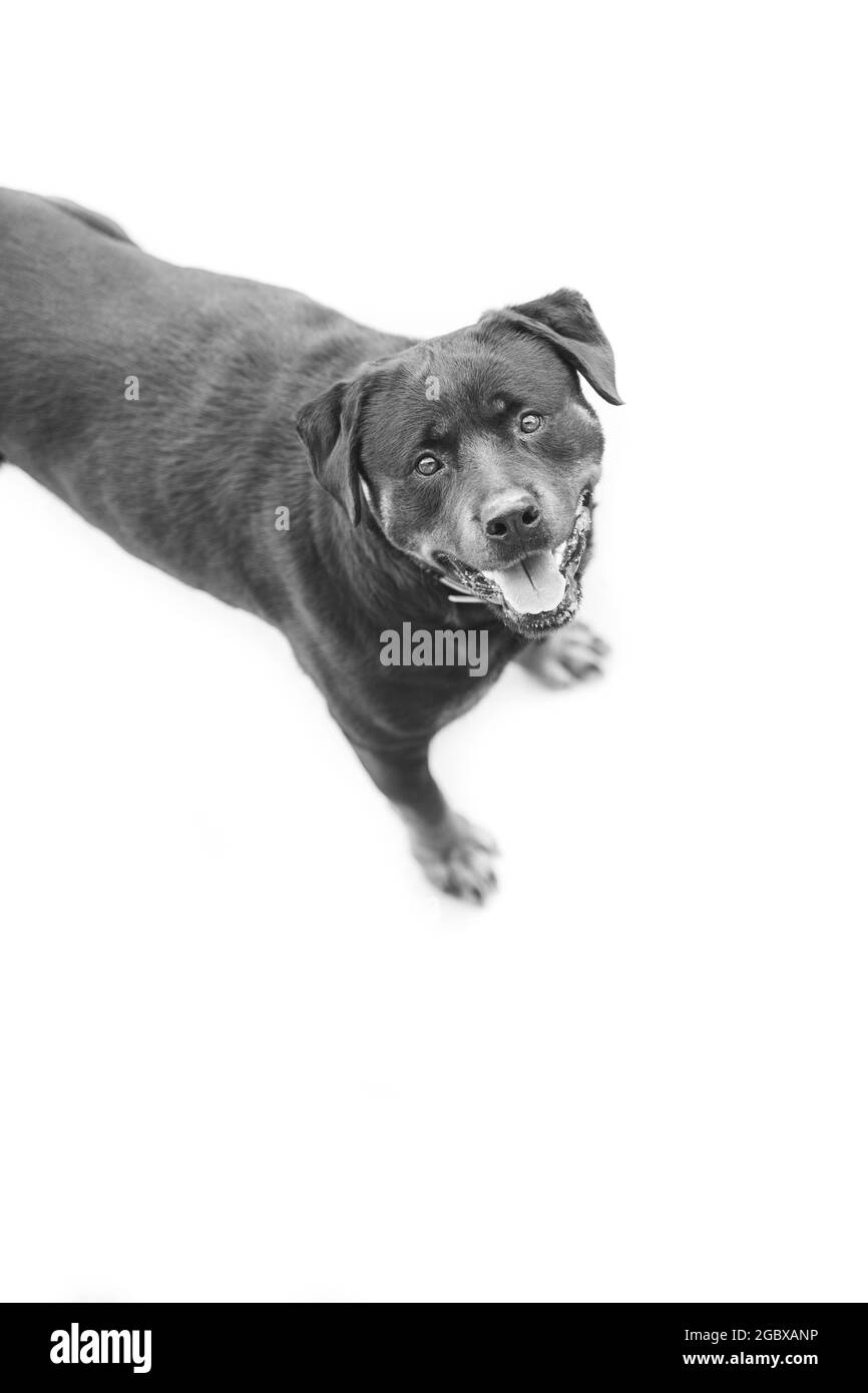 Grayscale portrait of a rottweiler against a white background Stock ...