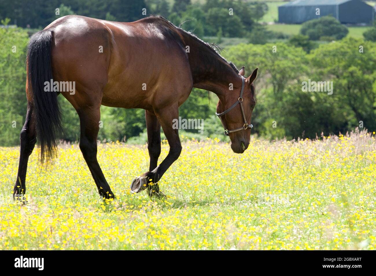The horse is one of two extant subspecies of Equus ferus. It is an odd ...
