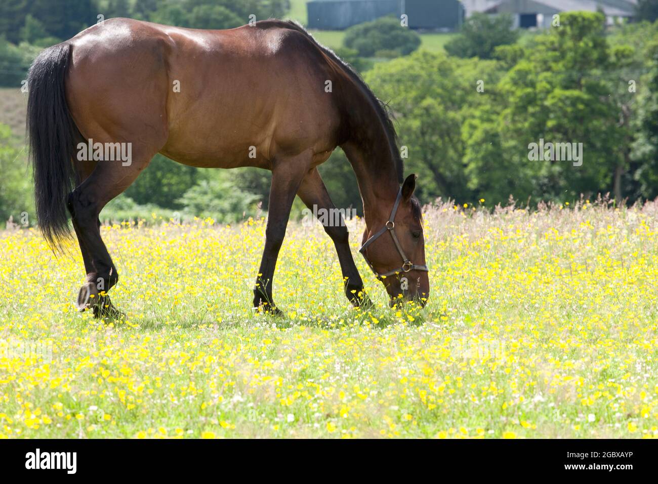 The horse is one of two extant subspecies of Equus ferus. It is an odd ...