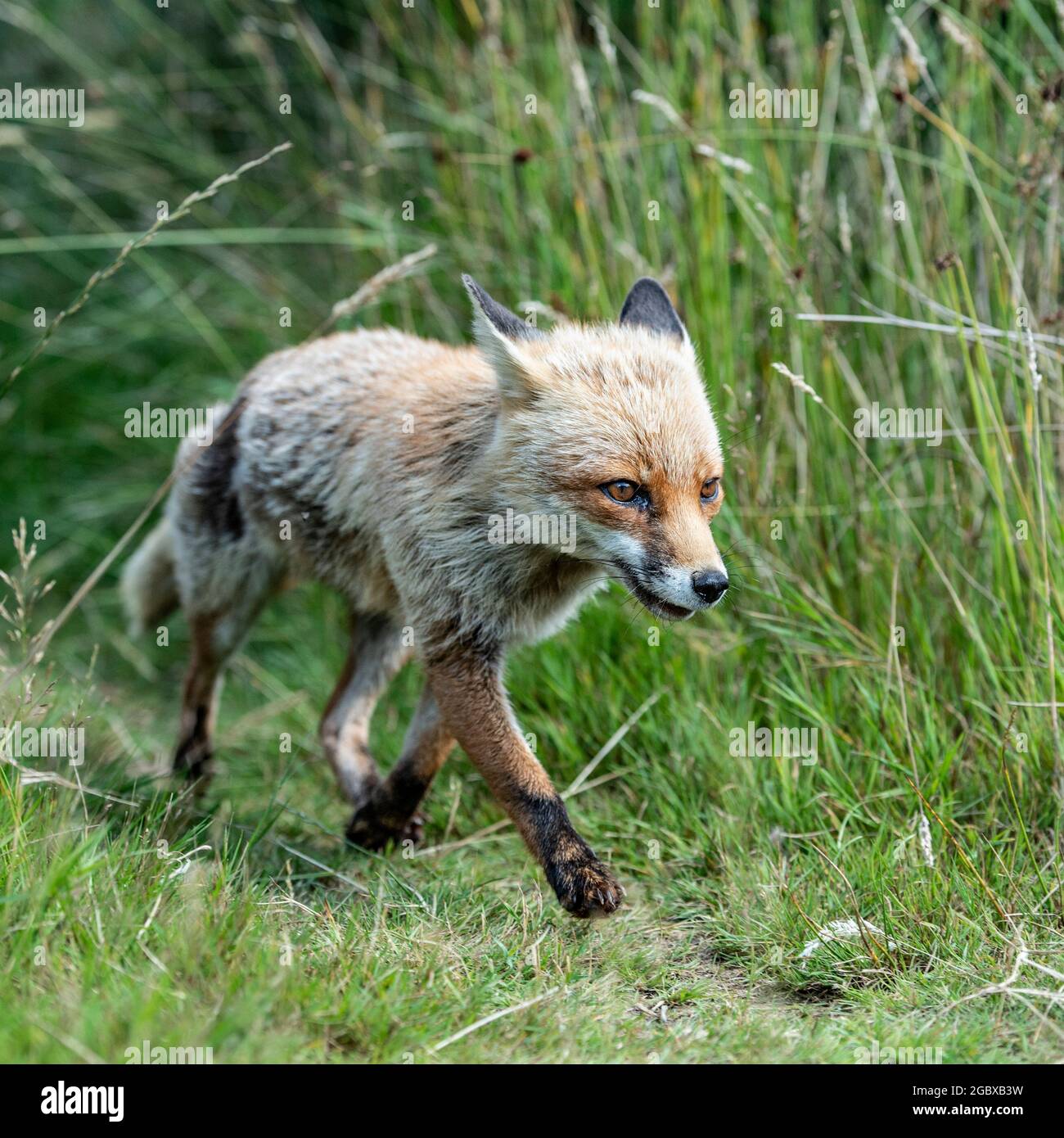 Red fox trotting hi-res stock photography and images - Alamy