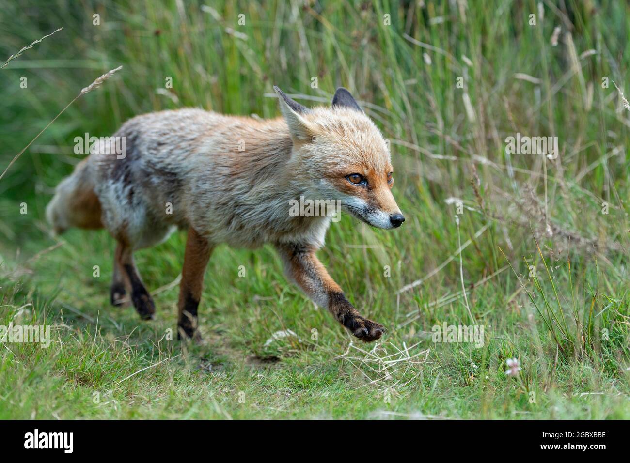Red Fox (Vulpes vulpes Stock Photo - Alamy