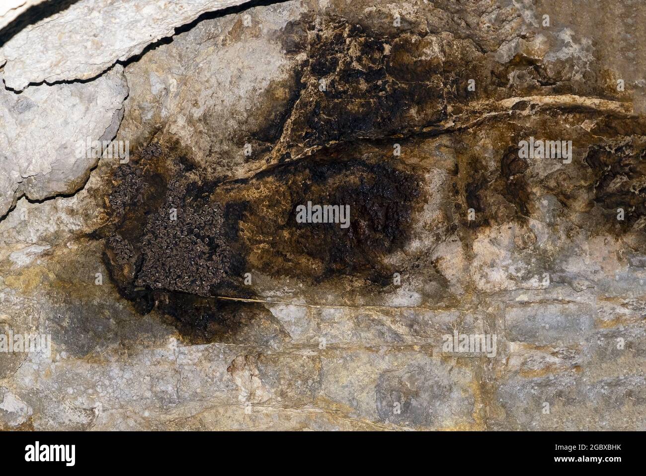 New world bats hi-res stock photography and images - Alamy