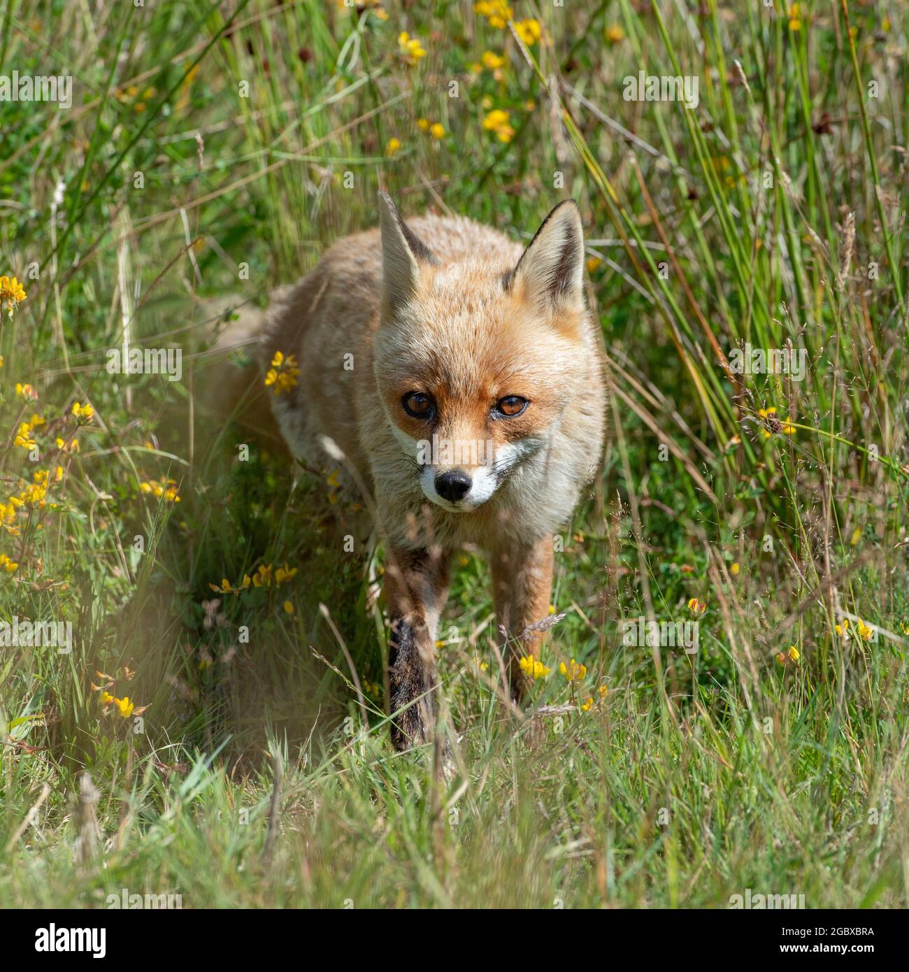 Red fox stalking hi-res stock photography and images - Alamy