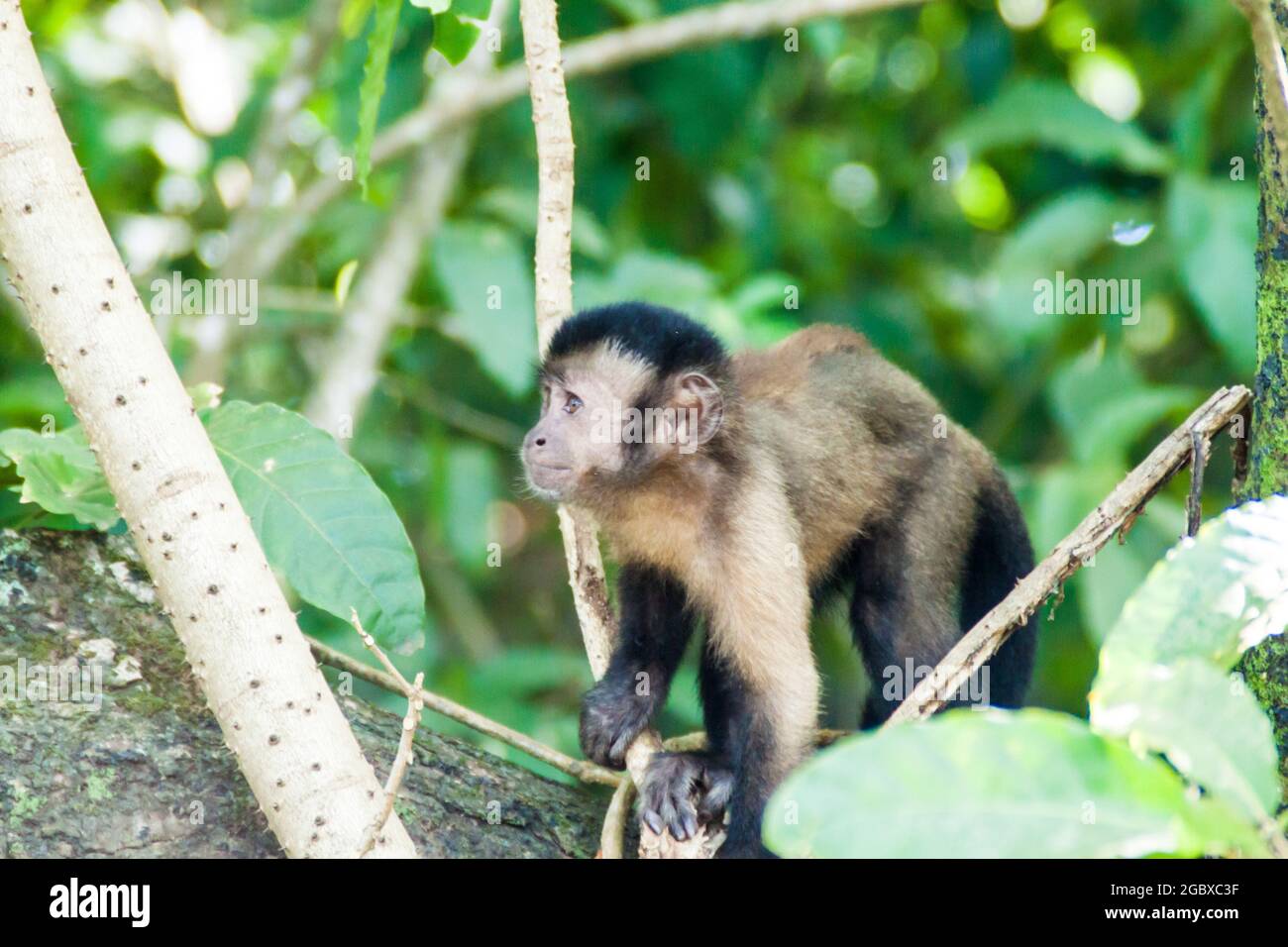 Capuchin monkey at Ile Royale, one of the islands of Iles du Salut ...