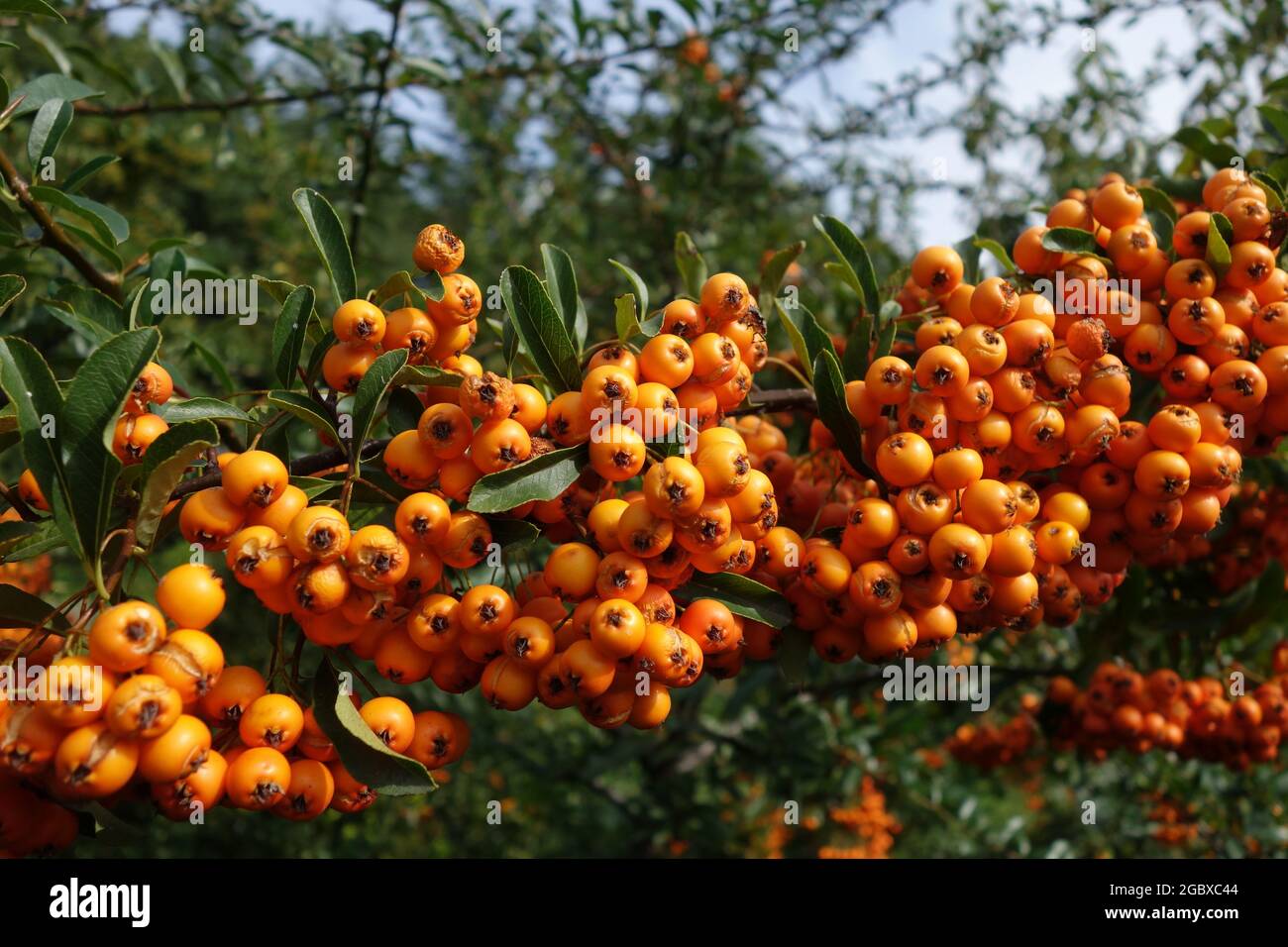 Closeup shot of growing currants on the branches in the greenery Stock ...
