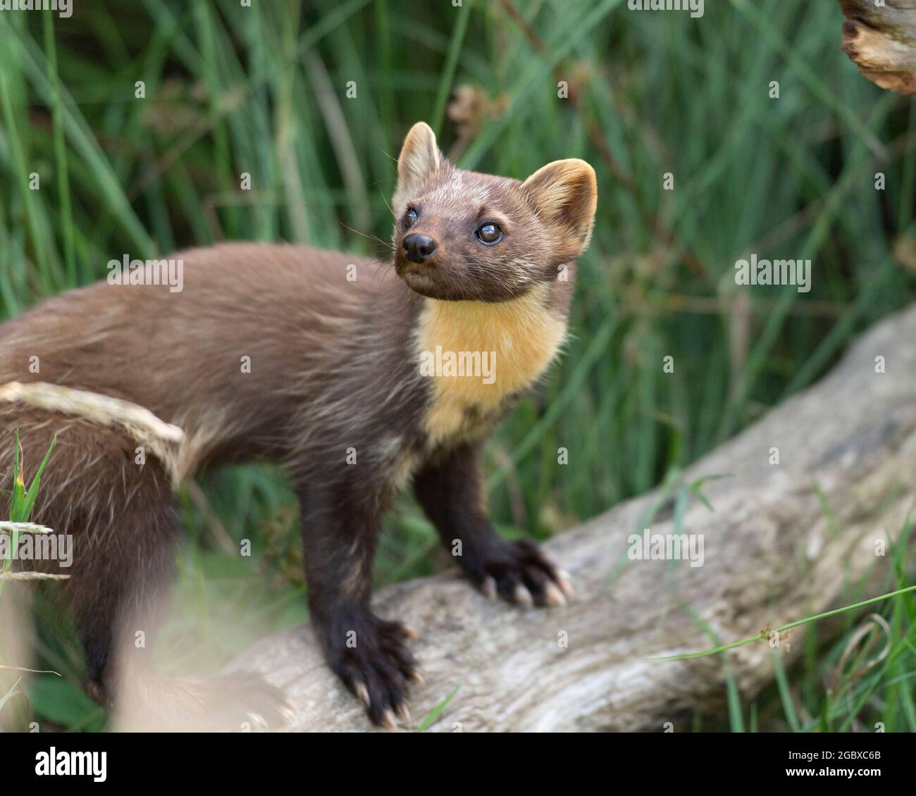 Close up pine marten hi-res stock photography and images - Alamy