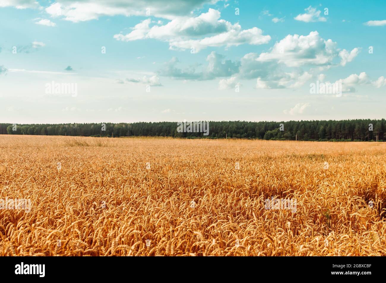 Beautiful view of a cultivated field Stock Photo - Alamy