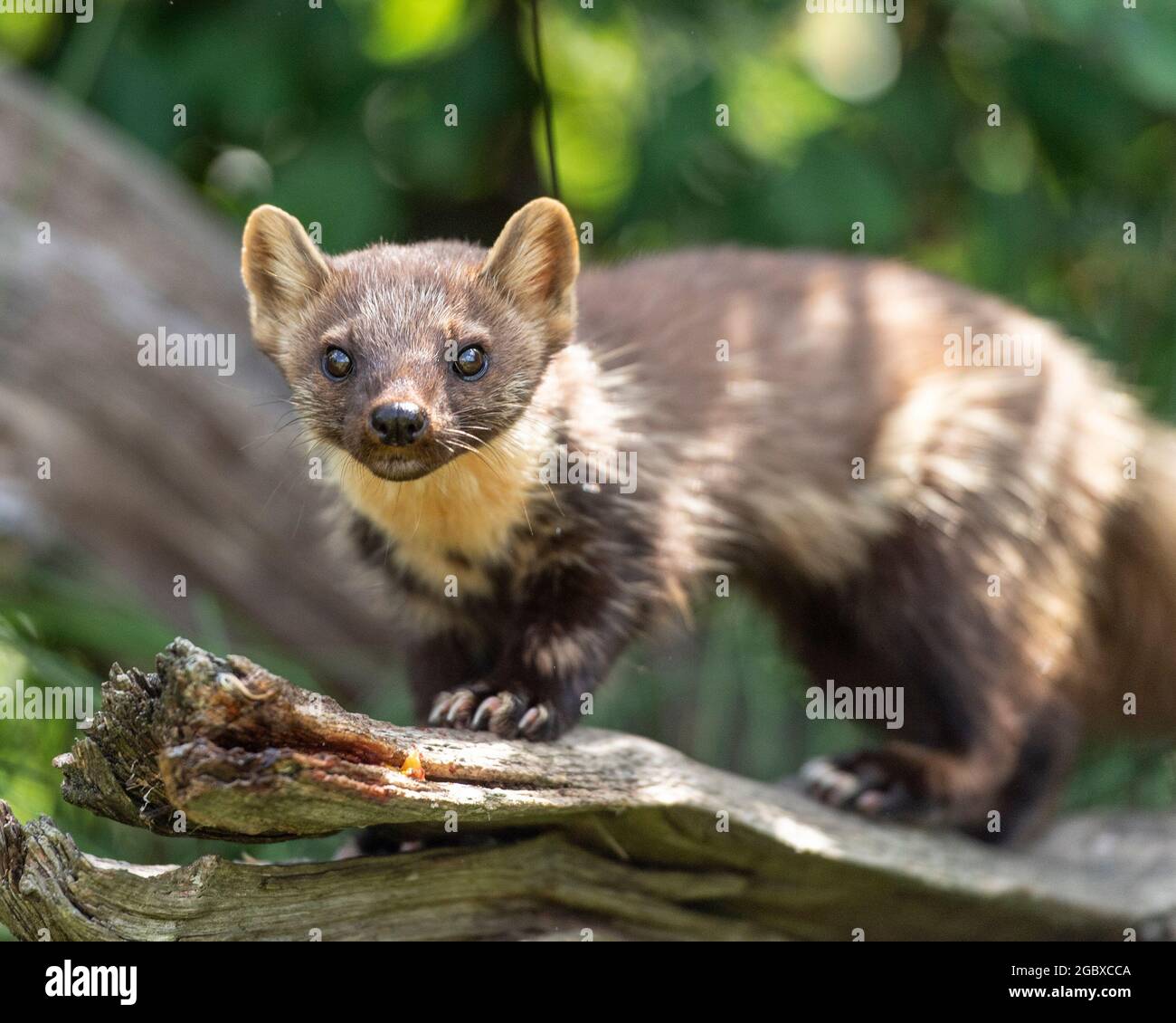 Marten (martes) hi-res stock photography and images - Alamy