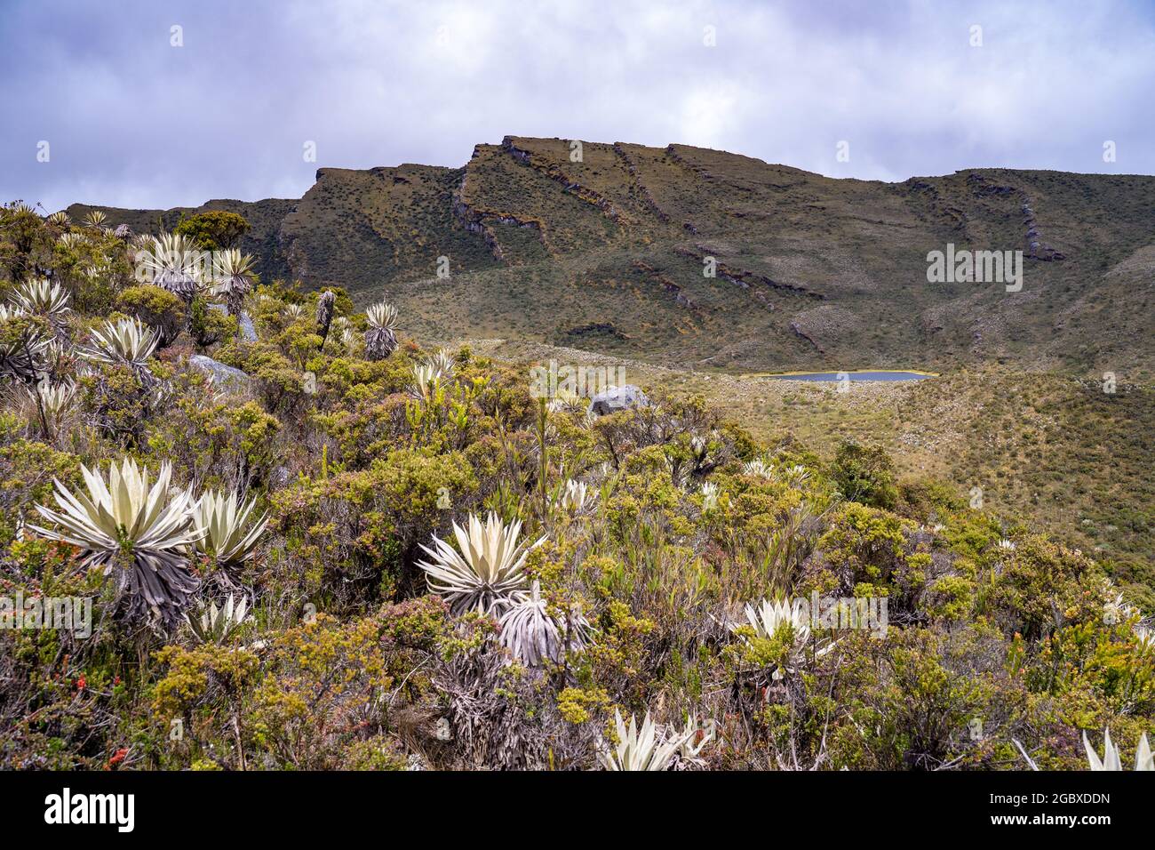 Frailejones, endemic flowers of the paramo of south america, the ...