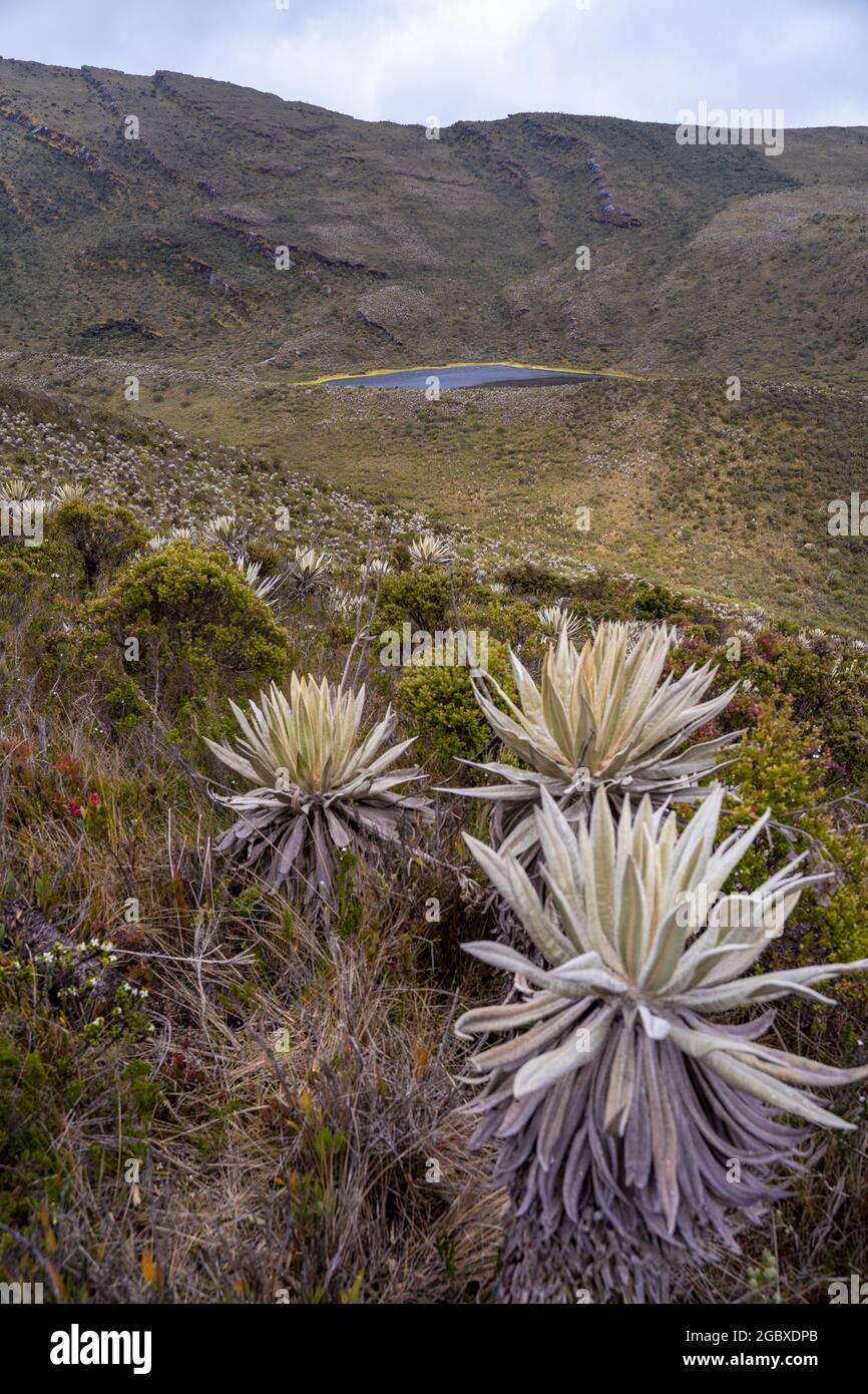 Frailejones, endemic flowers of the paramo of south america, the ...