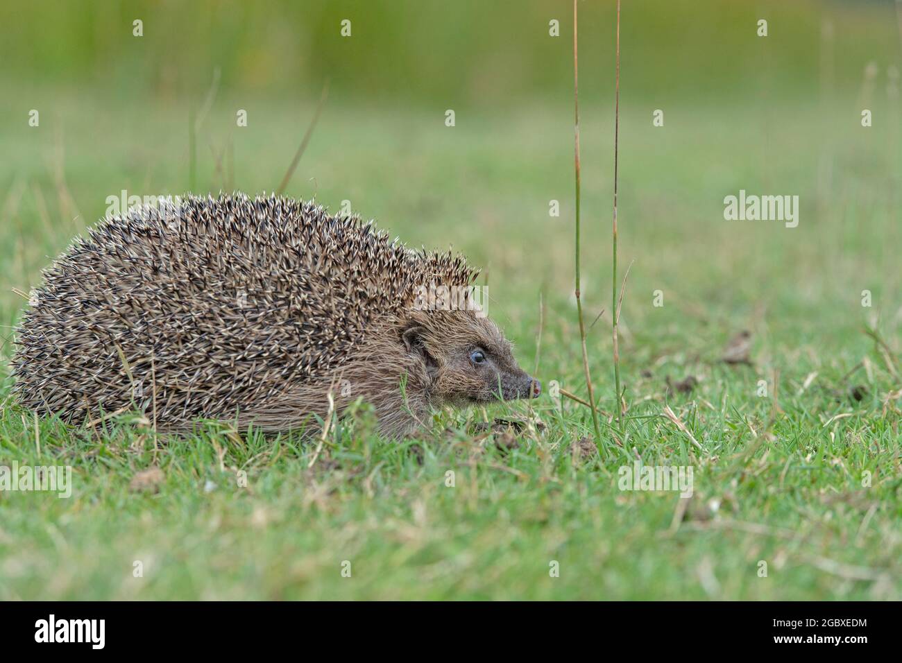 Hedgehog side view hi-res stock photography and images - Alamy