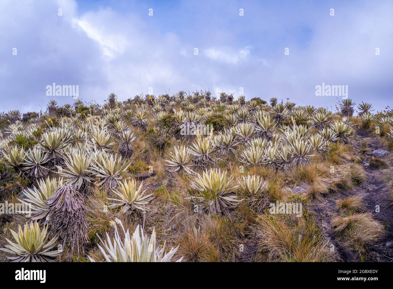 Frailejones, endemic flowers of the paramo of south america, the ...