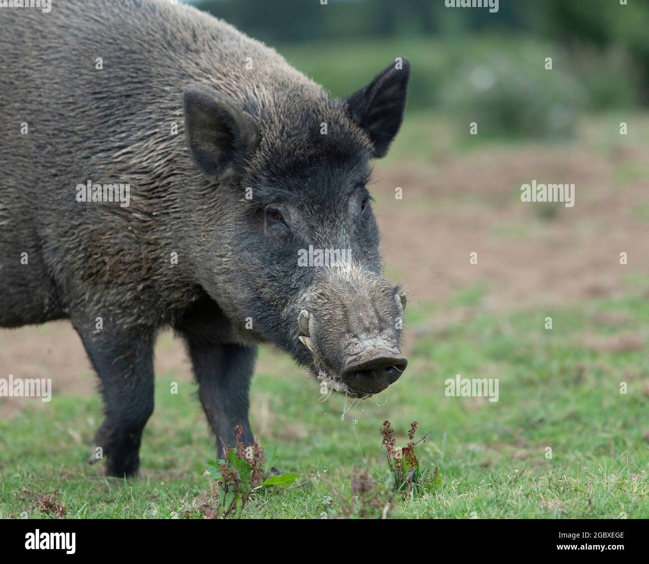 wild boar male close up Stock Photo - Alamy