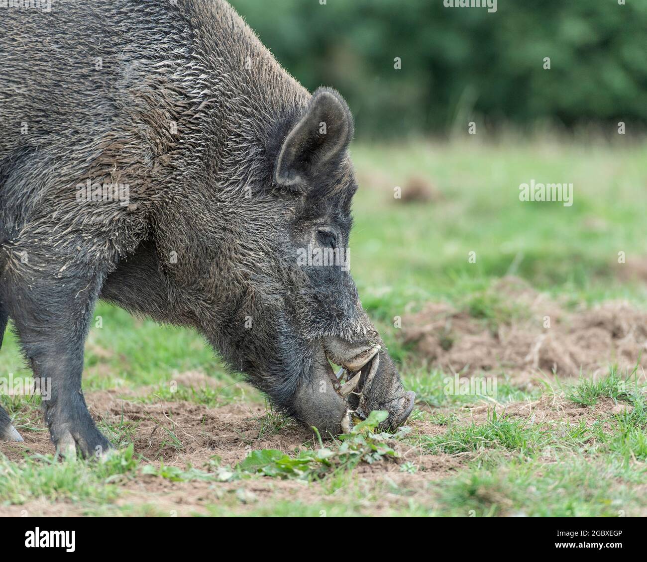 Boar tusks hi-res stock photography and images - Alamy