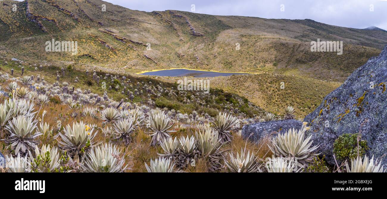 Frailejones, endemic flowers of the paramo of south america, the ...