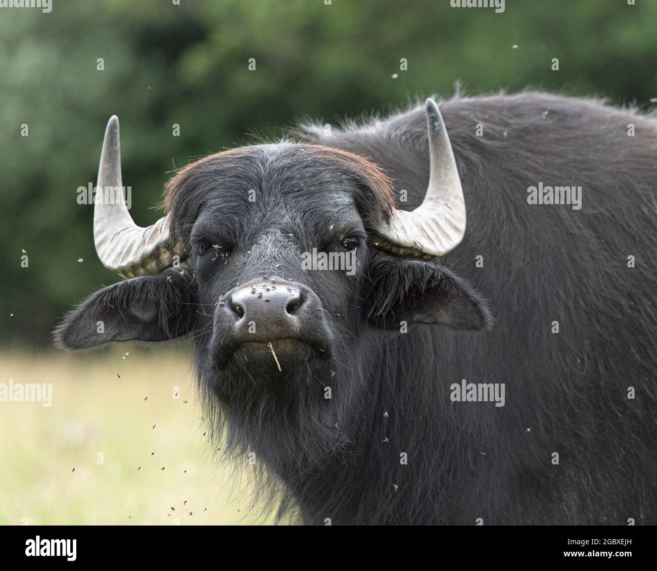 Herd domestic water buffalo hi-res stock photography and images - Alamy