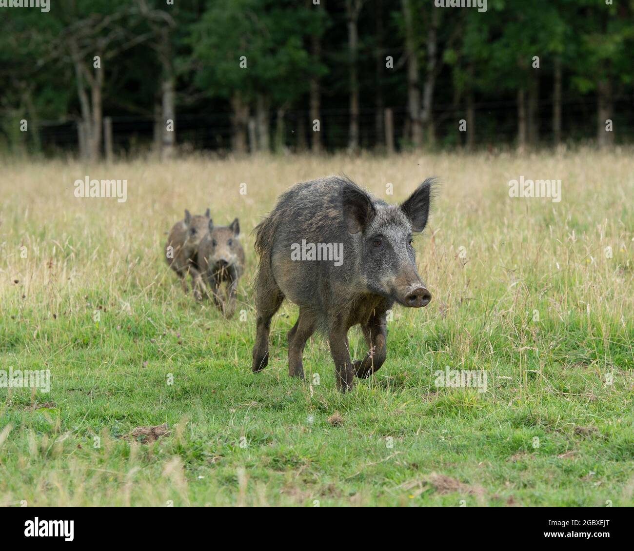 Family healthy eating outside british hi-res stock photography and ...