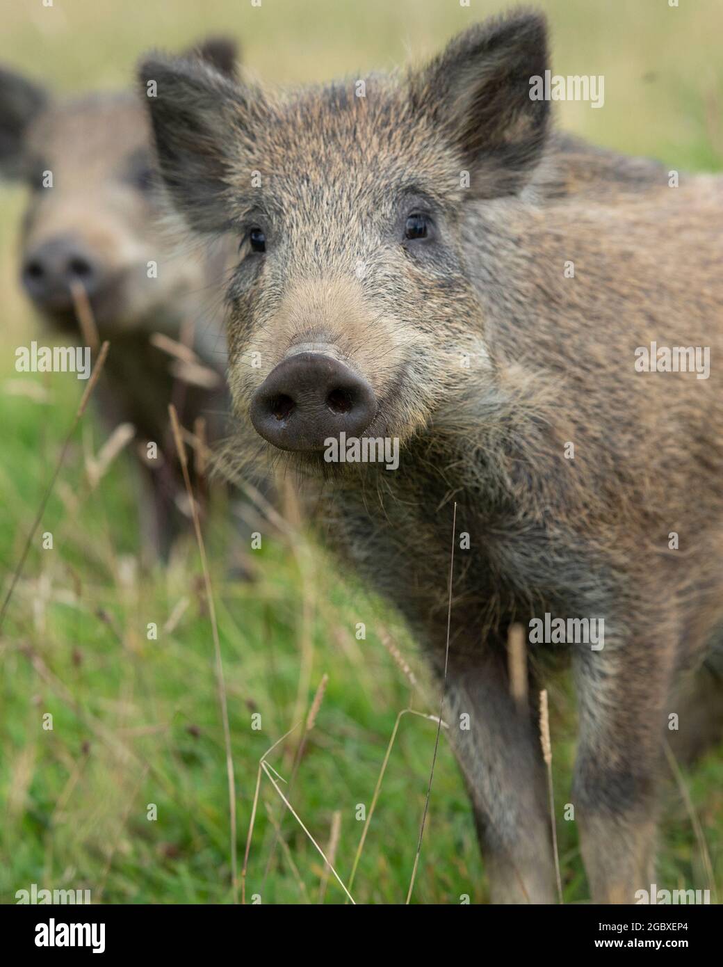 wild boar piglets Stock Photo - Alamy