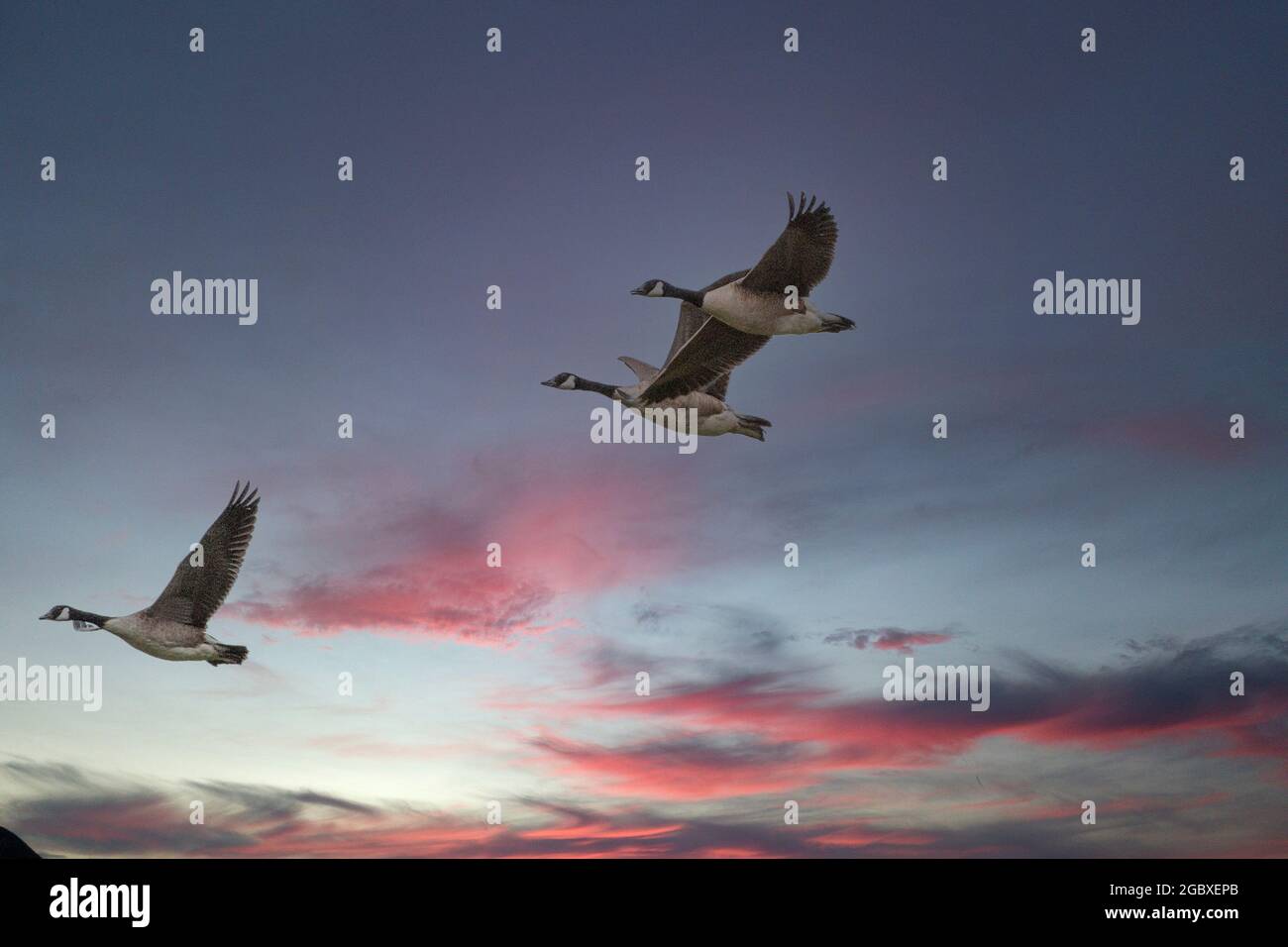 Canada geese flying uk hi-res stock photography and images - Alamy