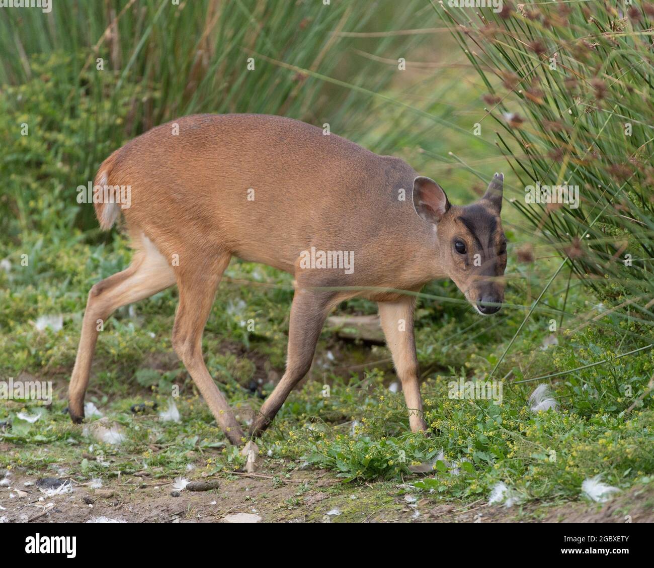 Muntjac fawn hi-res stock photography and images - Alamy