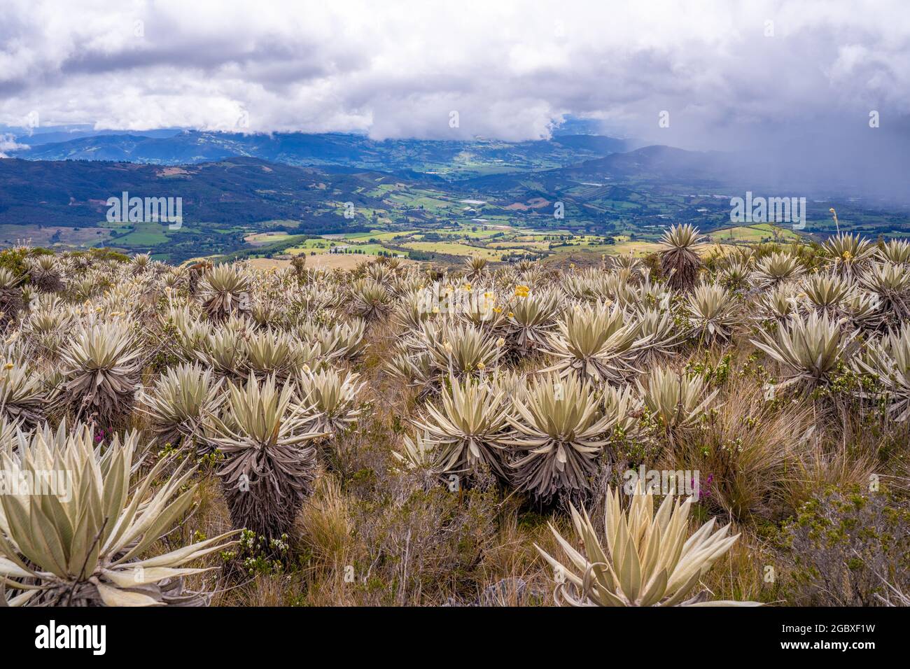 Frailejones, endemic flowers of the paramo of south america, the ...