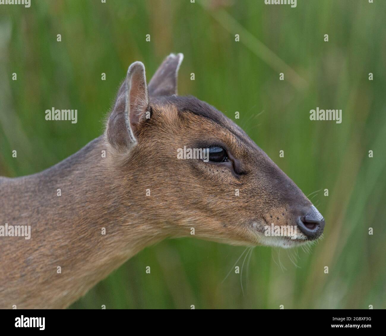 Female reeves muntjac hi-res stock photography and images - Alamy