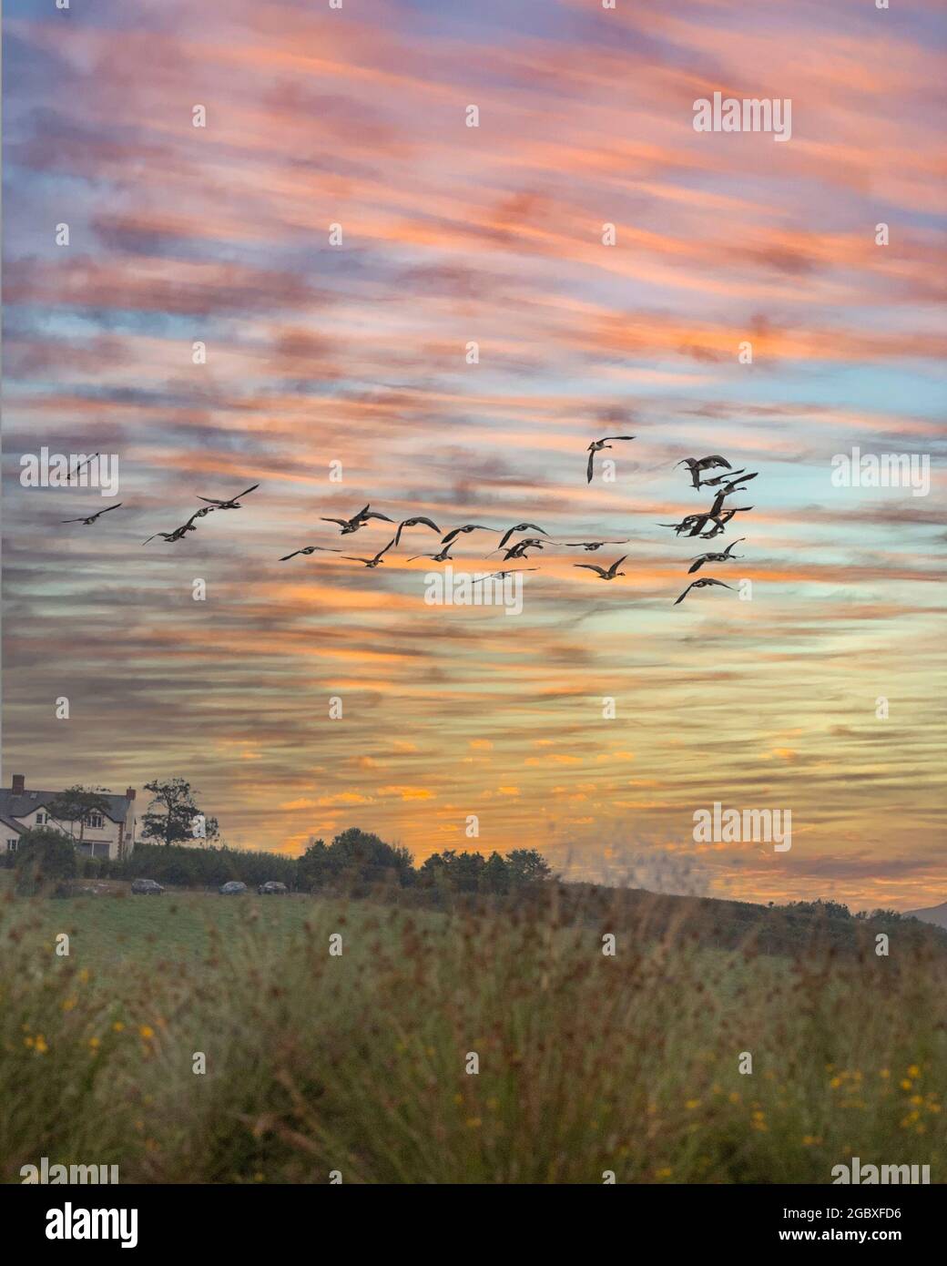 Geese flying in the sky hi-res stock photography and images - Alamy