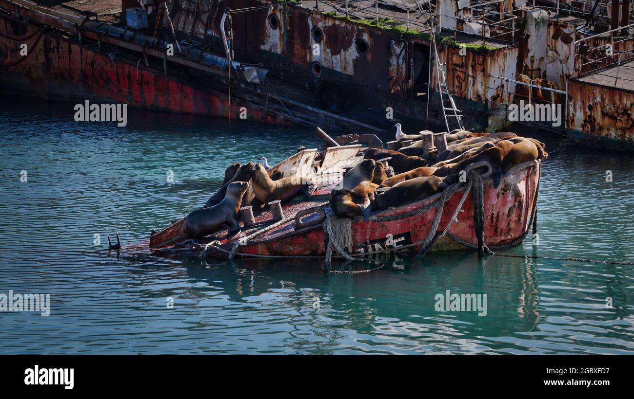 Sea lion fishing hi-res stock photography and images - Alamy