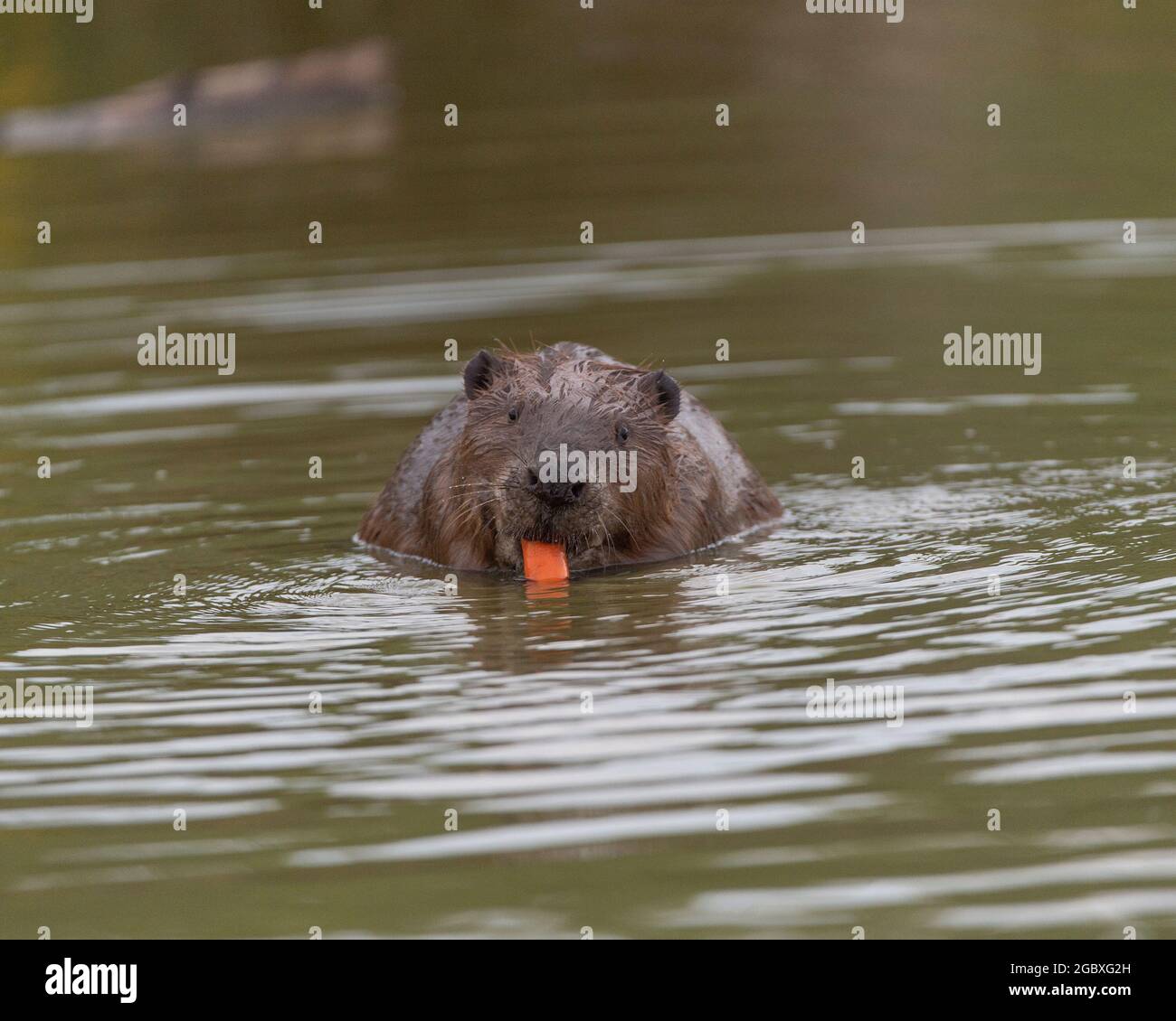 Beaver close up front hi-res stock photography and images - Alamy