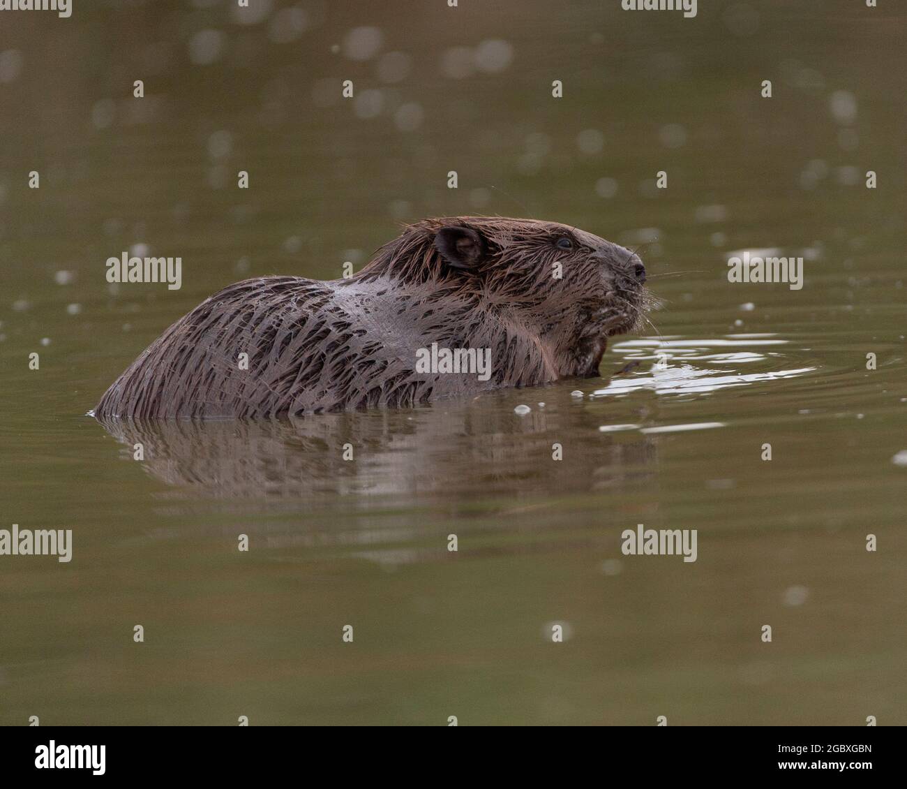 Beaver water side view hi-res stock photography and images - Alamy