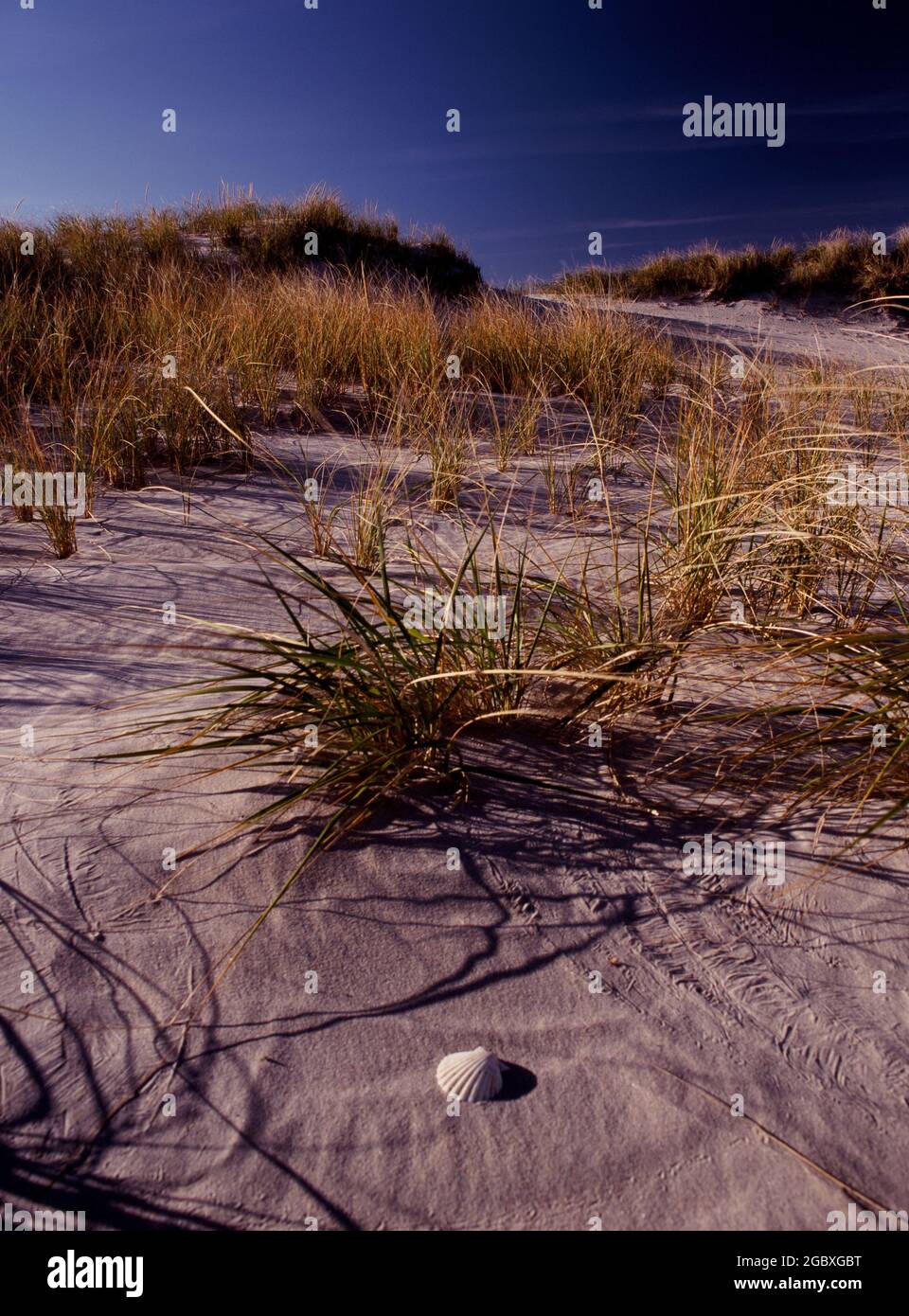 shell in sand at Hampton Beach State Park, New Hampshire Stock Photo ...