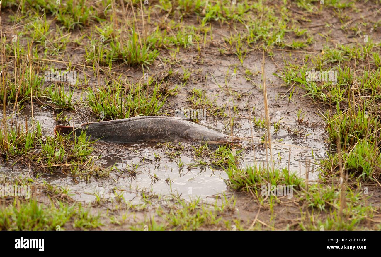 Clarias batrachus hi-res stock photography and images - Alamy