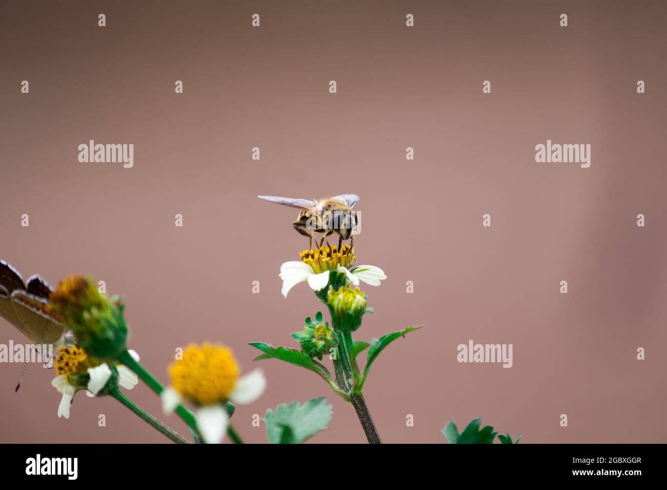 Closeup shot of a bee sitting on a daisy on a blurred background Stock ...