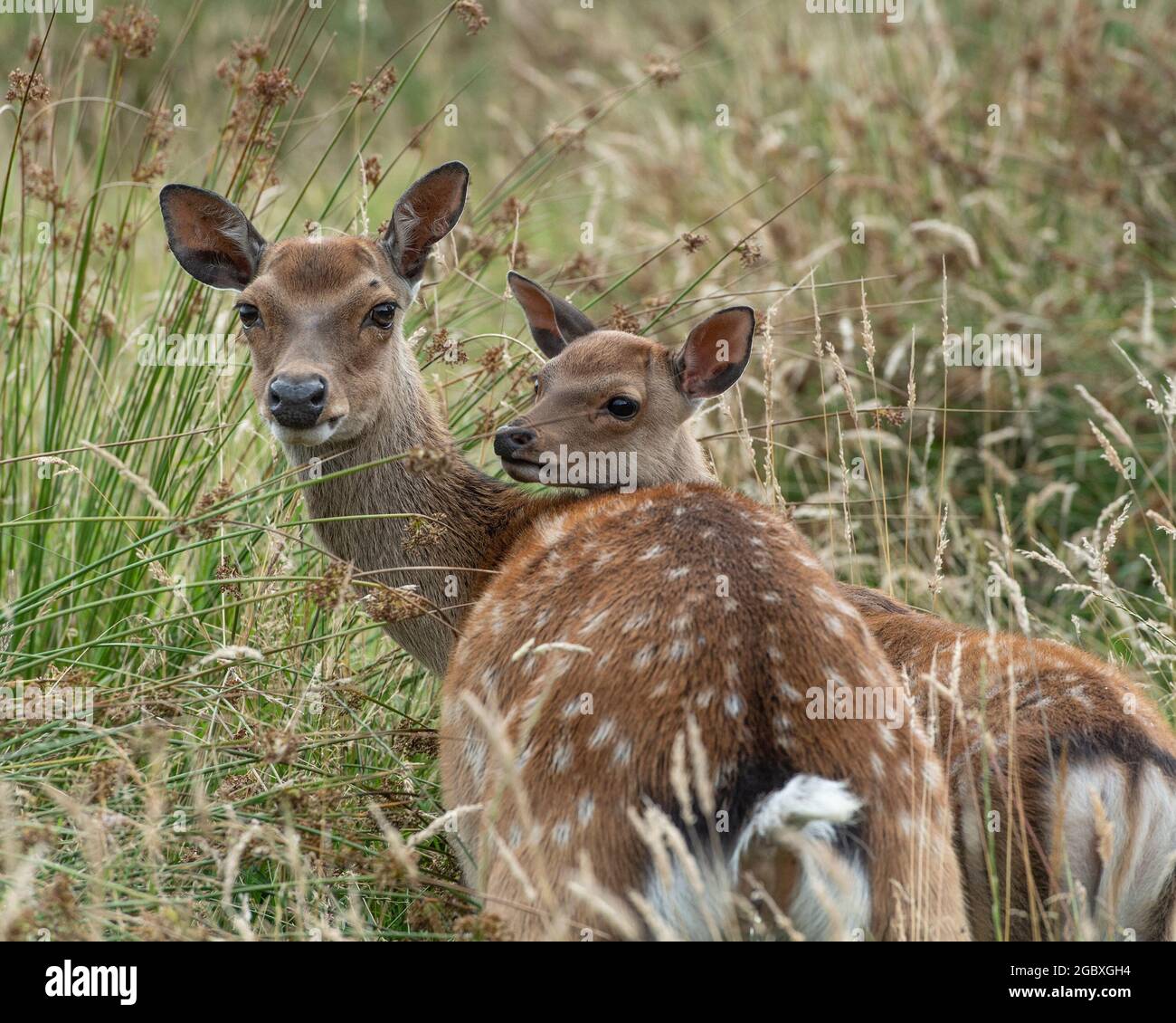 sika deer (Cervus nippon) and calf Stock Photo - Alamy