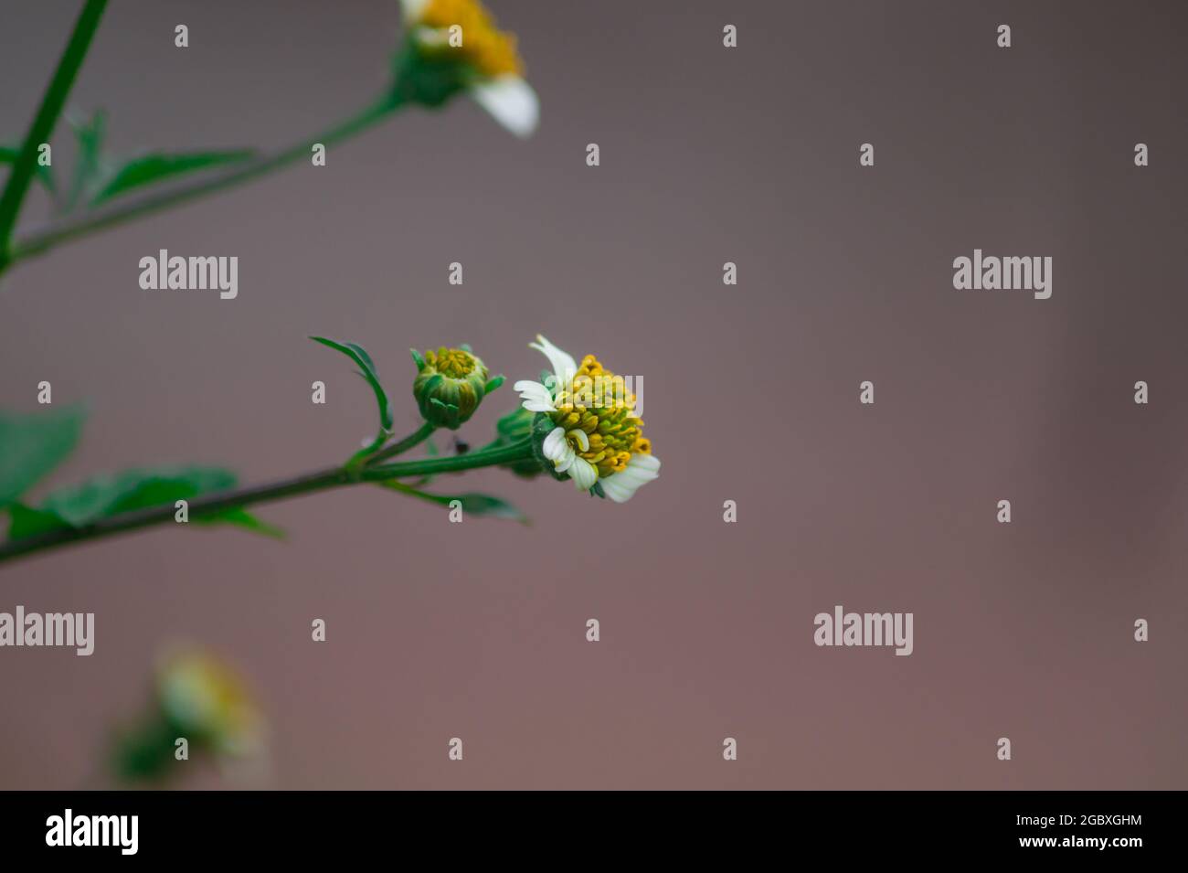 Closeup shot of a daisy flower on a blurred background Stock Photo - Alamy