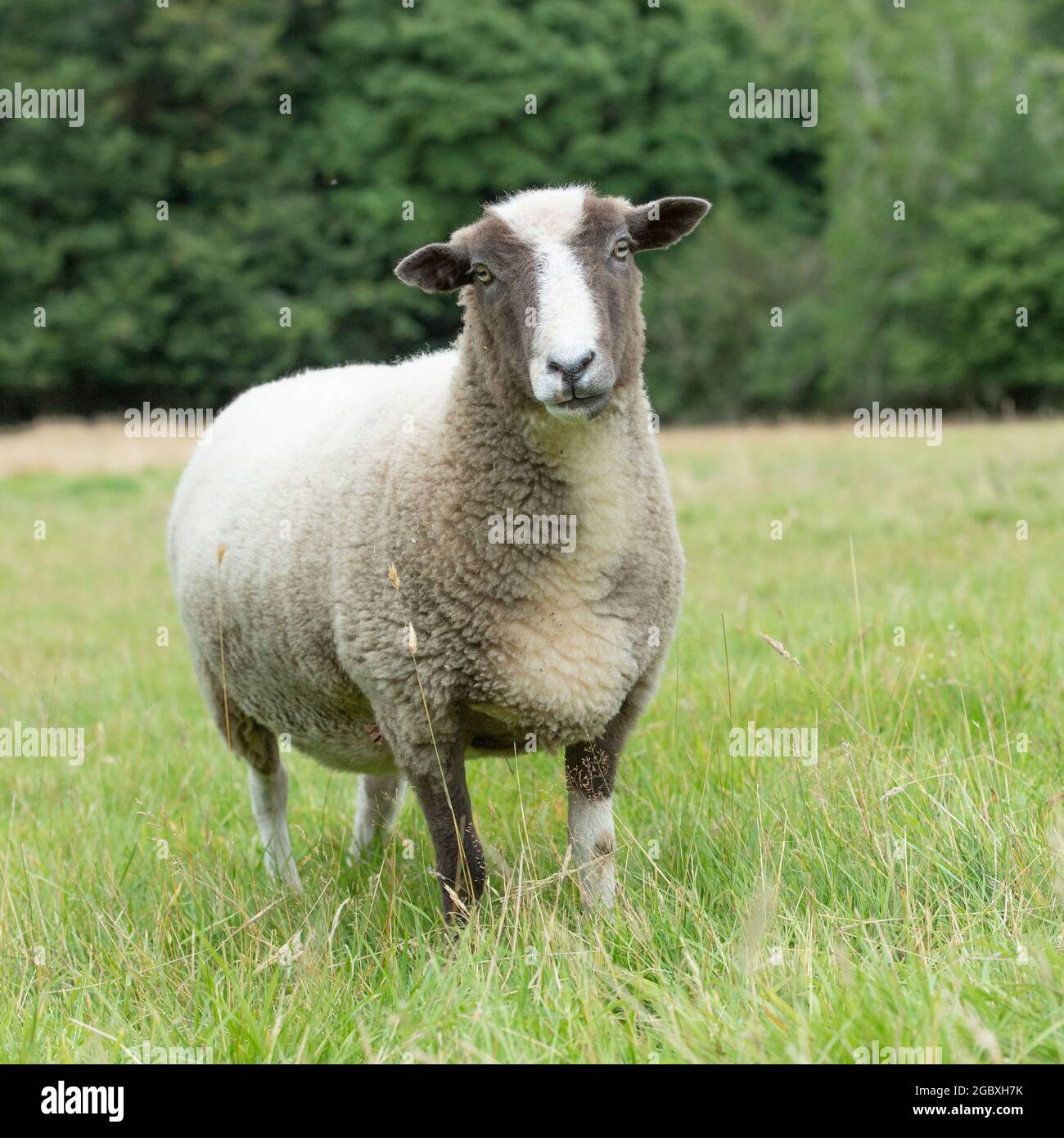 Shawn the sheep hi-res stock photography and images - Alamy