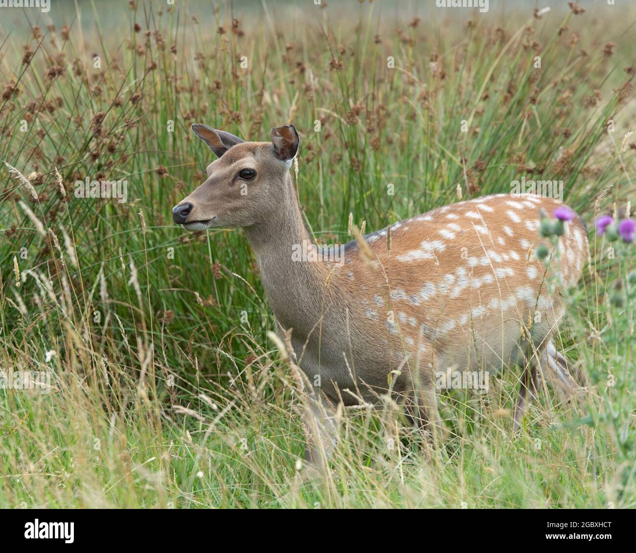 Sika deer female sika deer hi-res stock photography and images - Alamy