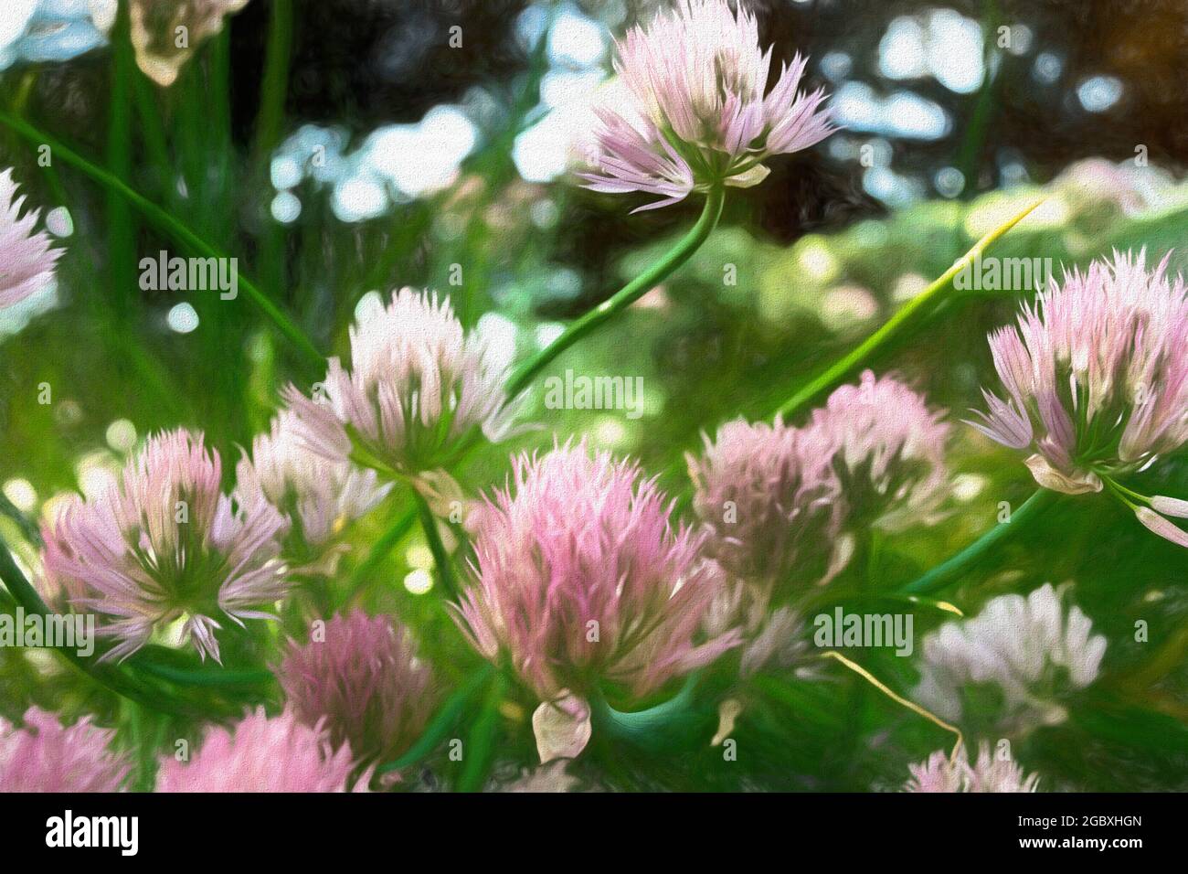 Chives illustration hi-res stock photography and images - Alamy