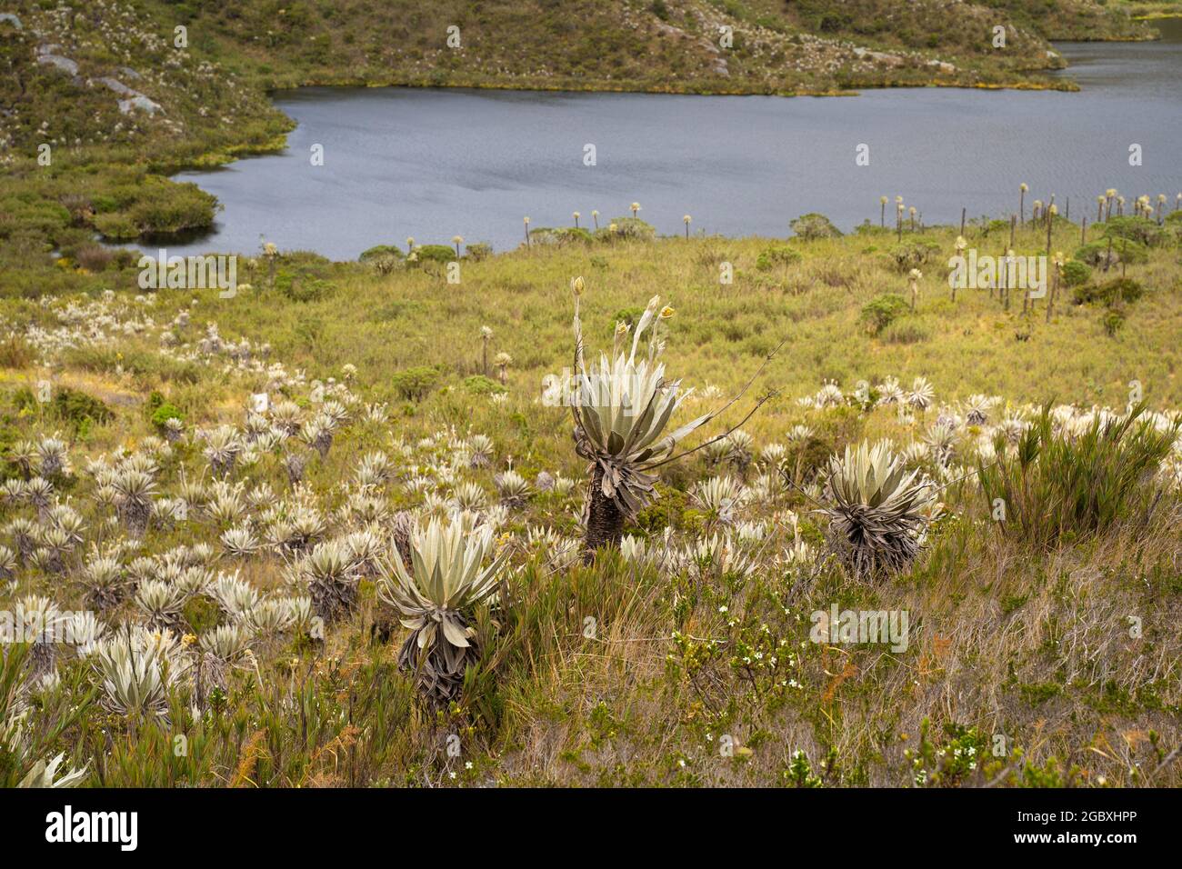 Frailejones, endemic flowers of the paramo of south america, the ...